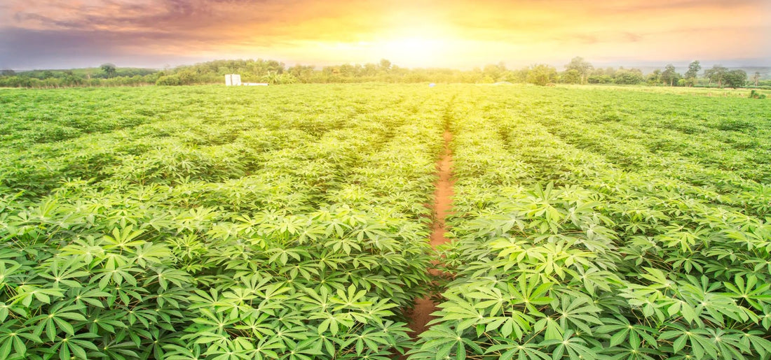 CirC Energy Bites-What's Inside